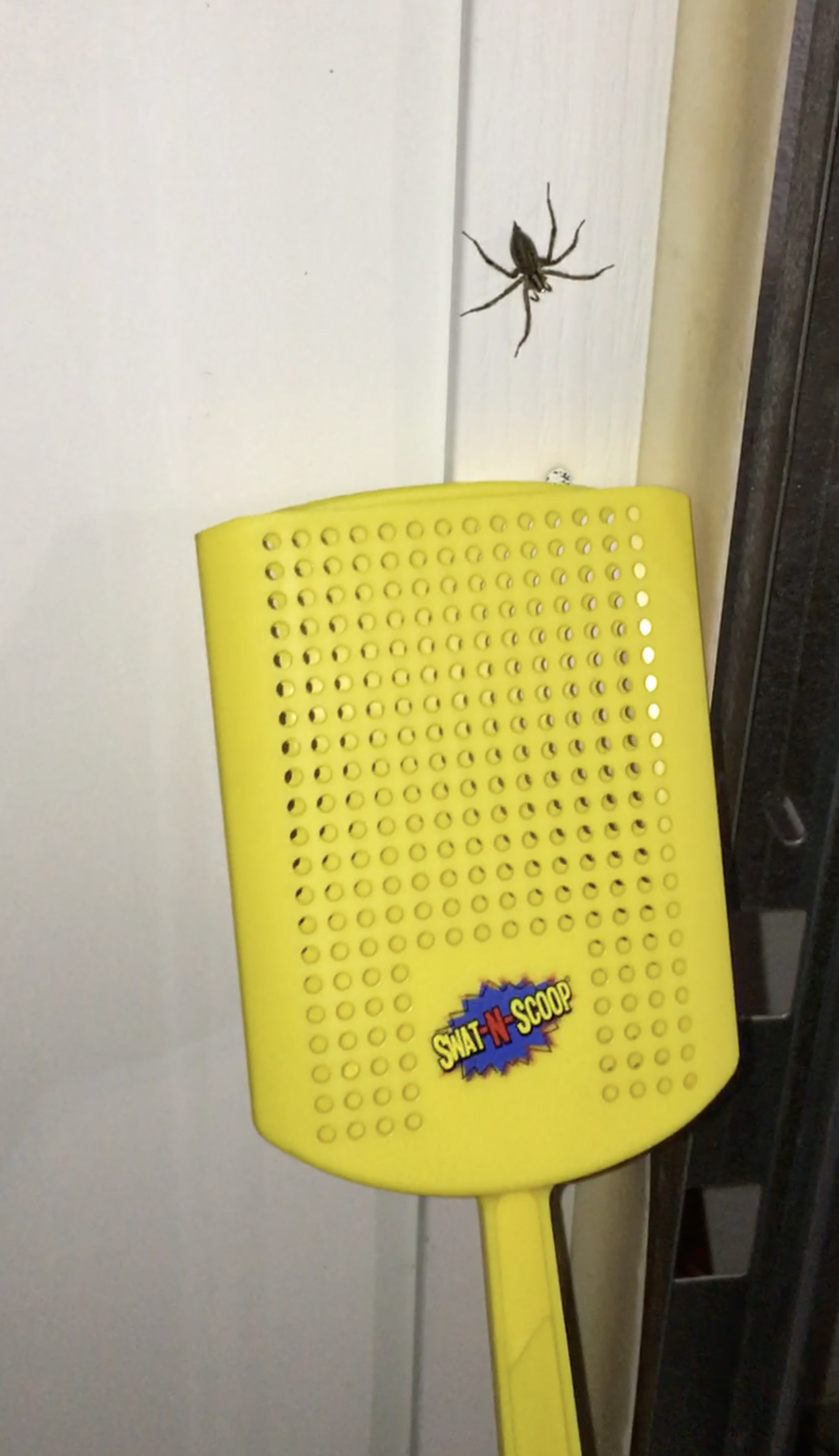 Swat-N-Scoop – The Only Fly Swatter That Finishes The Job!
